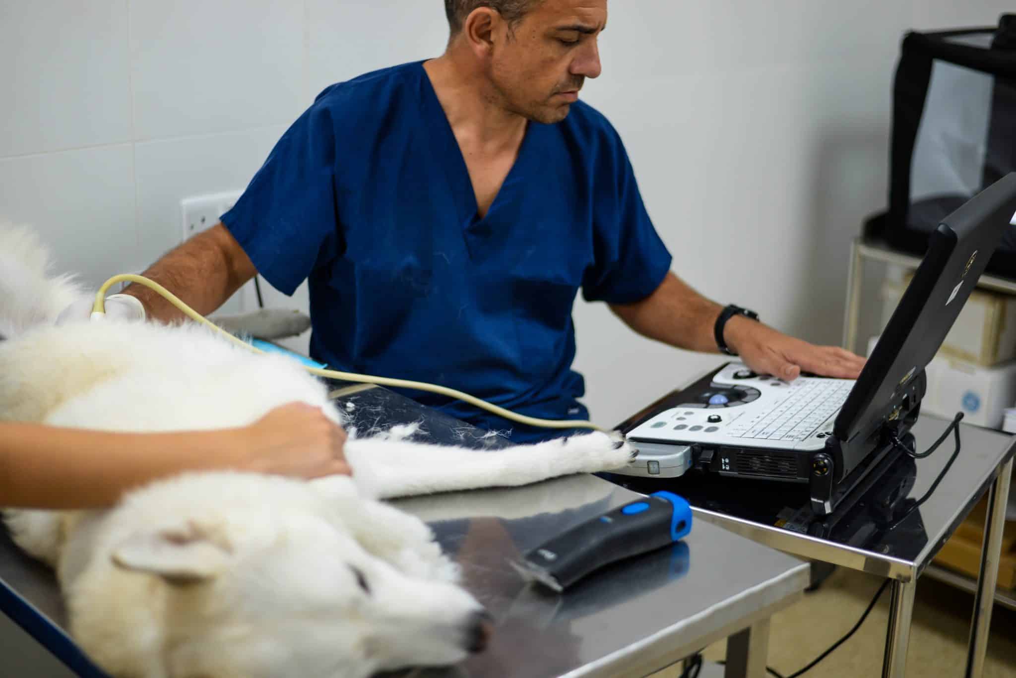 QVC Vets - Where Quality Meets Animal Care