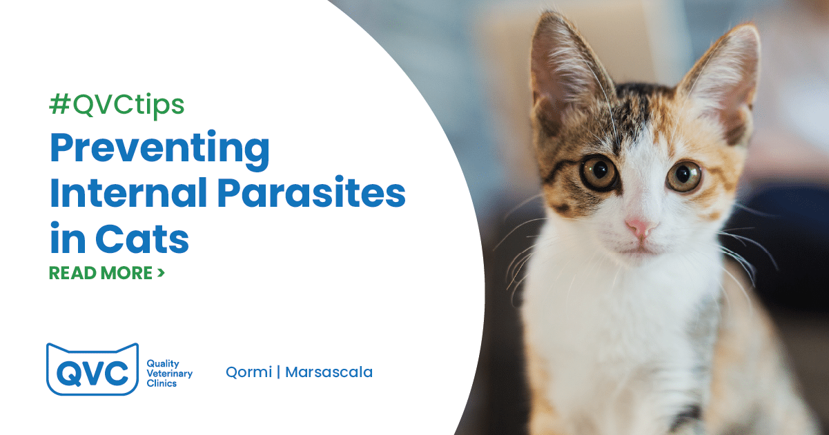 Preventing Internal Parasites in Cats - QVC Vets